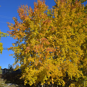 Trees – Tagged "tree" – Page 2 – Landon's Greenhouse, Nursery and ...